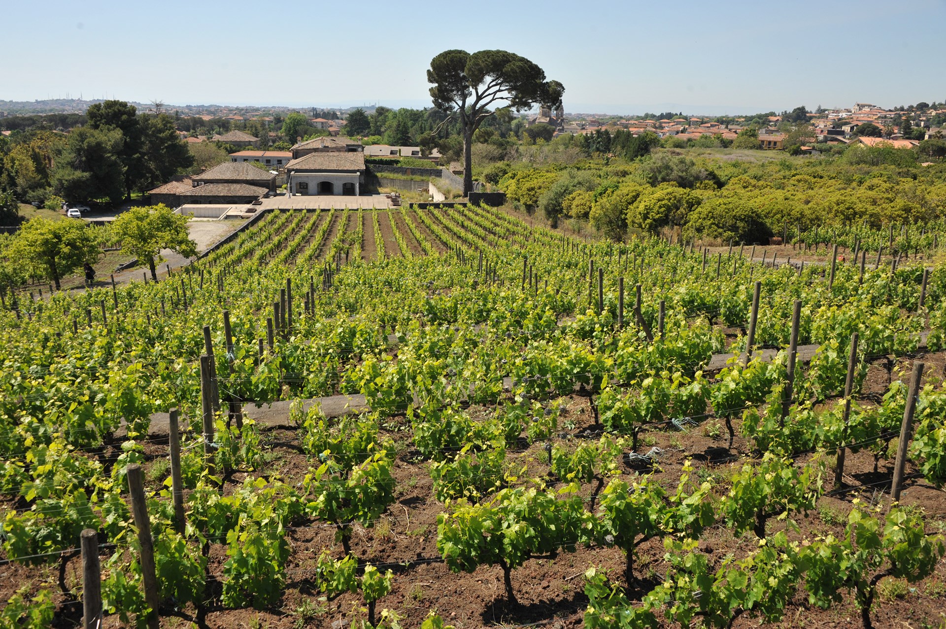 Wine and culture at Benanti winery - The Thinking Traveller