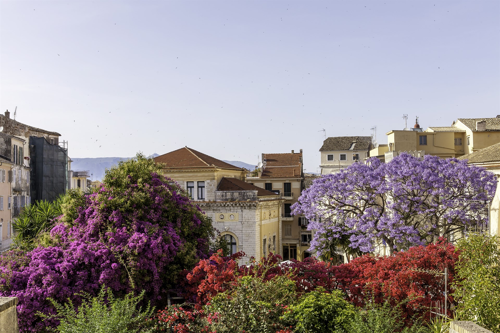 Travel Guide to Corfu Town – The Thinking Traveller