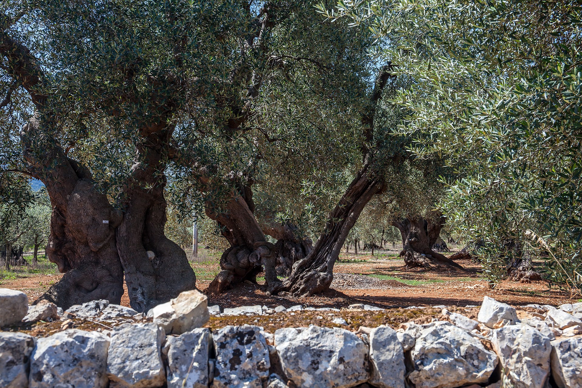 Areas of Puglia | Puglia region guide | The Thinking Traveller