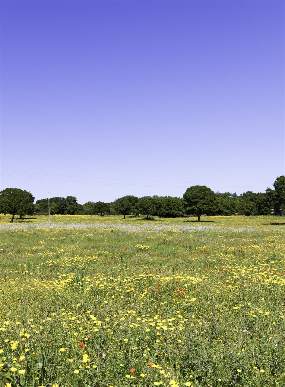 Areas of Puglia | Puglia region guide | The Thinking Traveller