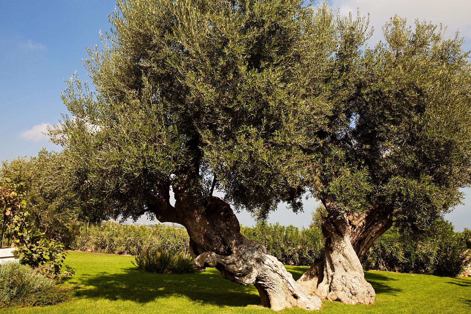 Trullo Alice, Villas in Puglia - The Thinking Traveller